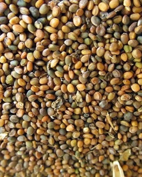 Arugula Seeds – Mady Oglu