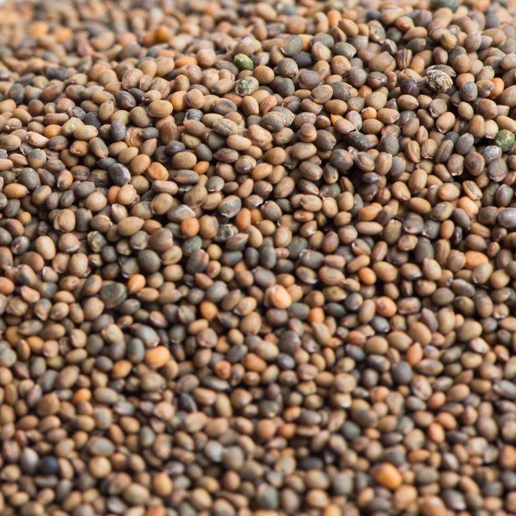 Arugula Seeds – Mady Oglu