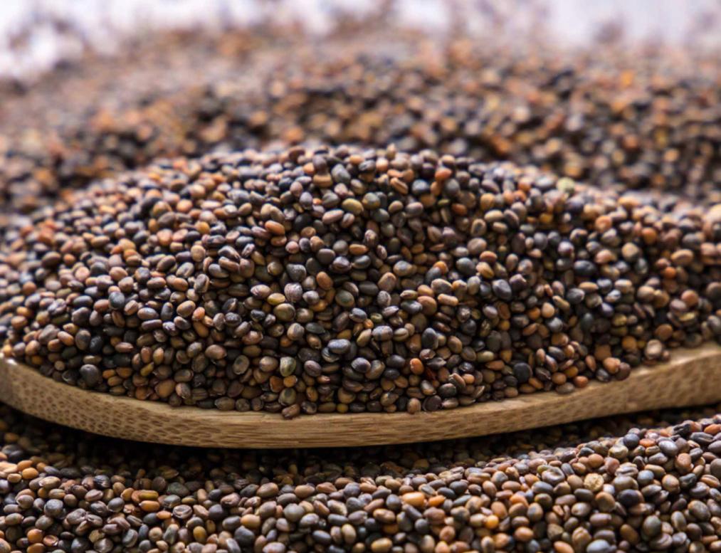 Arugula Seeds – Mady Oglu