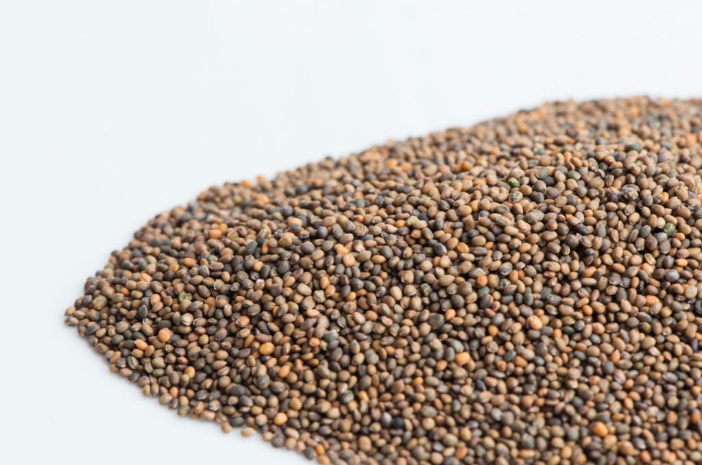 Arugula Seeds – Mady Oglu